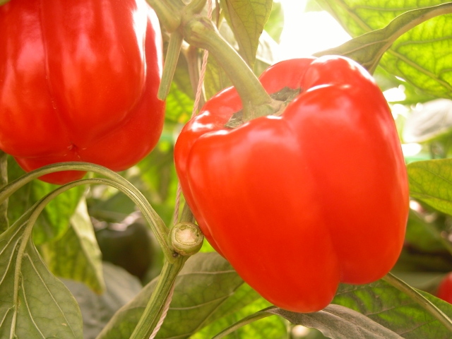 SPR-101 | 和生種子股份有限公司